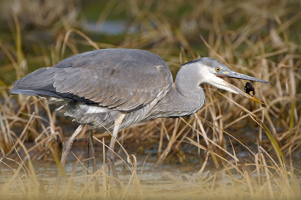 Wouts fotobloG: Blauwe Reiger, Stand- en Trekvogel