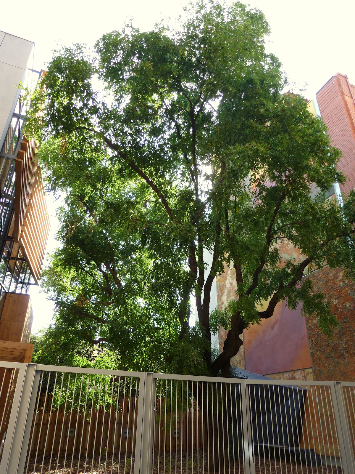 Árboles con alma: Jinjolero. Azufaifo. Ginjoler. (Zizyphus jujuba)