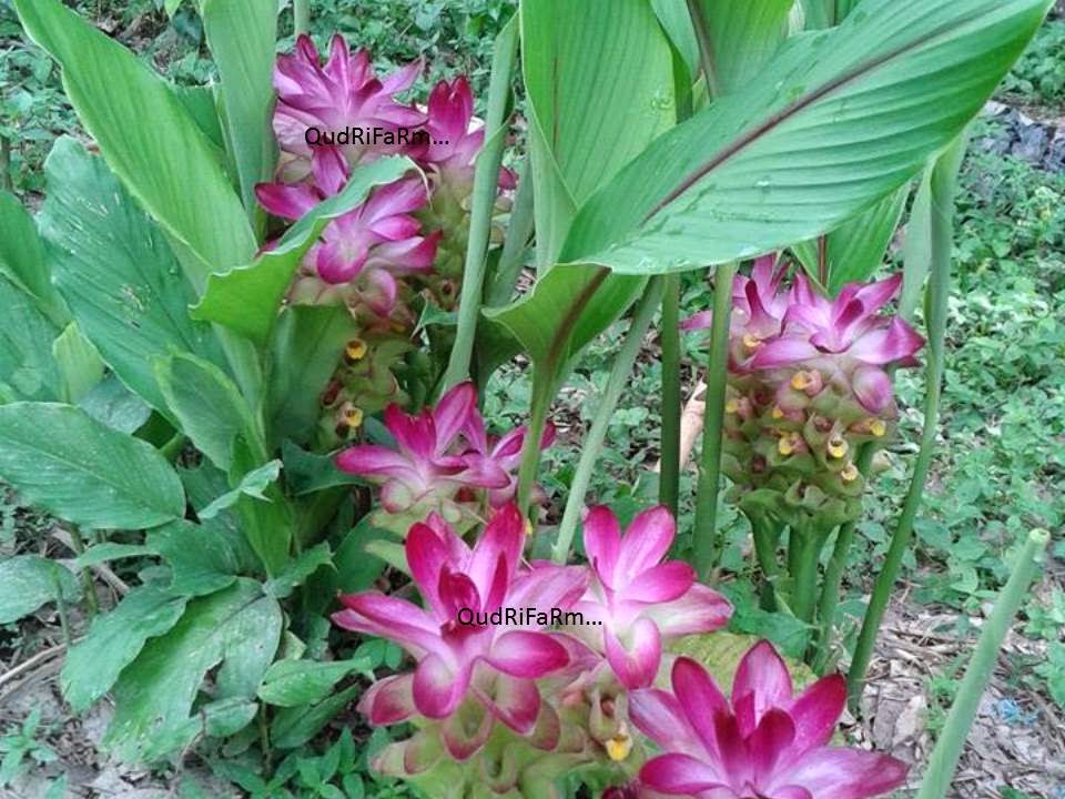 QudRiFaRm: Kenali pokok : Temu Lawak (Curcuma xanthorhiza)