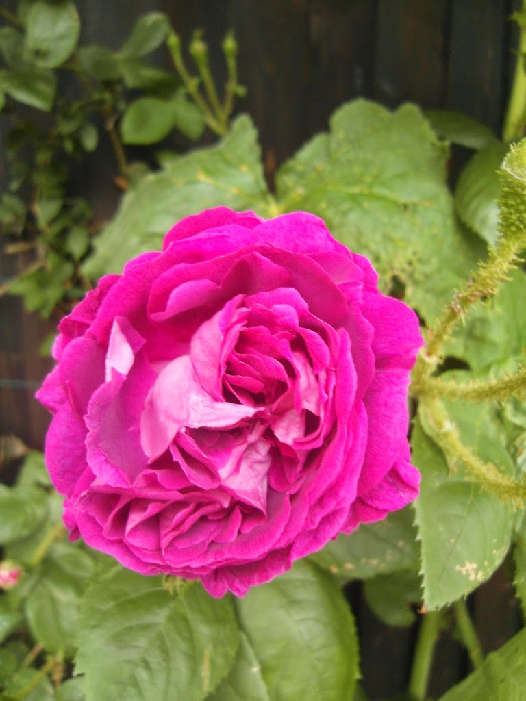 Niki Fretwell: Rose Season