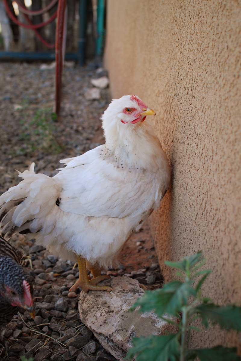 The 7MSN Ranch: The hens who stare at walls