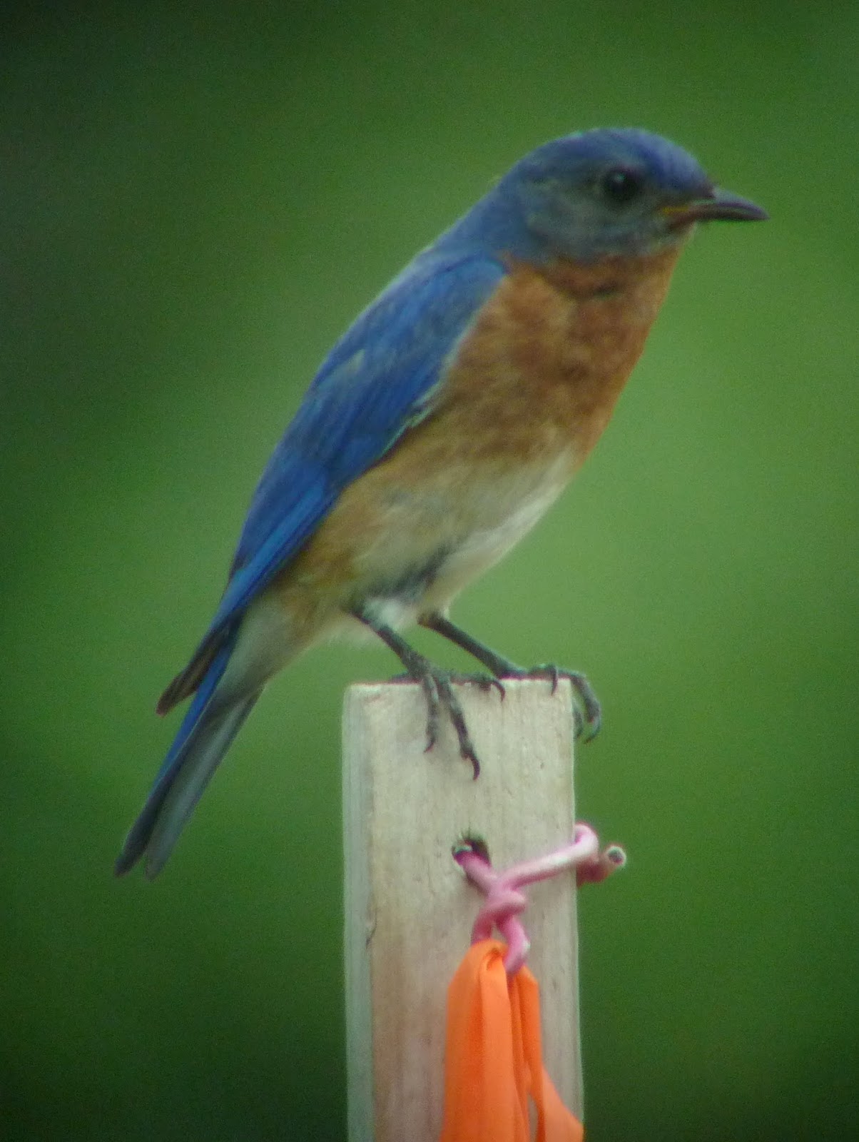 Penelopedia: Nature and Garden in Southern Minnesota: Mountain Bluebird ...