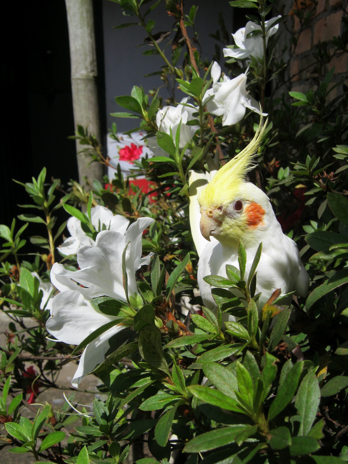 MI MASCOTA FAVORITA: Aves Ornamentales Tiernas