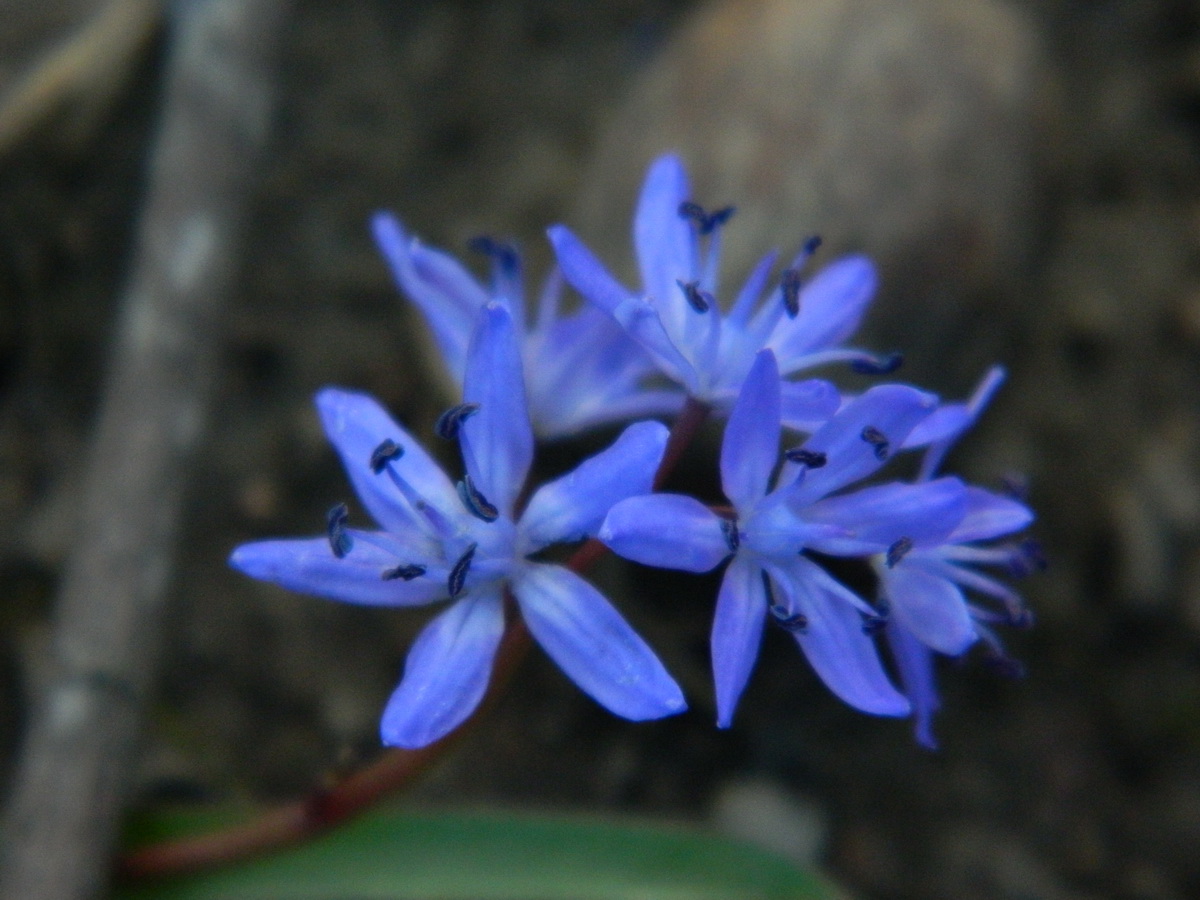 LA MULTI ANI, ROMANIA!: Viorele