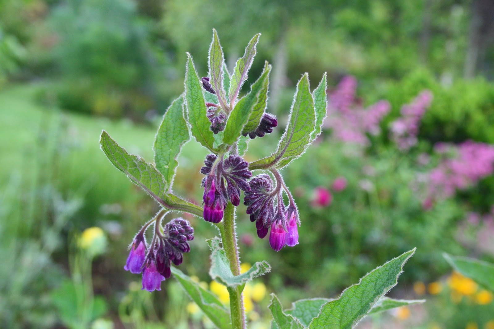.: La consuelda, ( Sympythum officinale ), el tesoro del jardín.