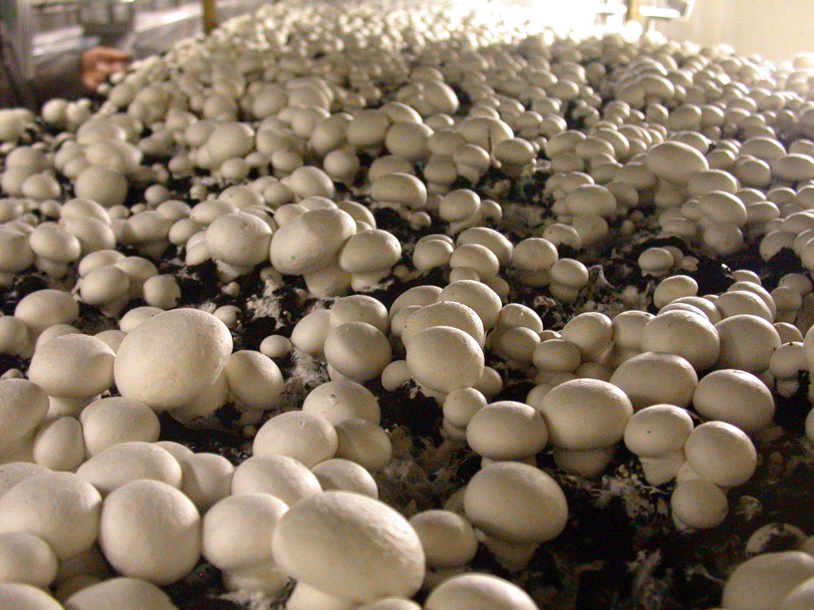 Arta Cultivarii Ciupercilor: Ciupercile Champignon