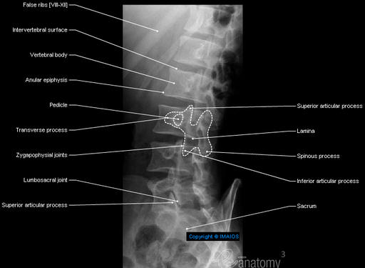 ~hak milik kekal~: scottie dog~:)