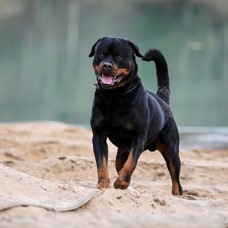 Best friend! Gorgeous Rottweiler! - My Interests