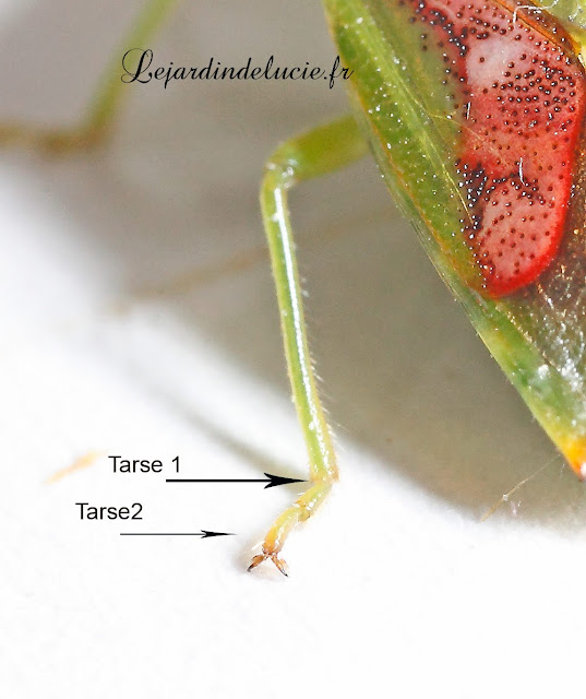 Cyphosthetus tristriatus, jolie punaise décorée en rose!