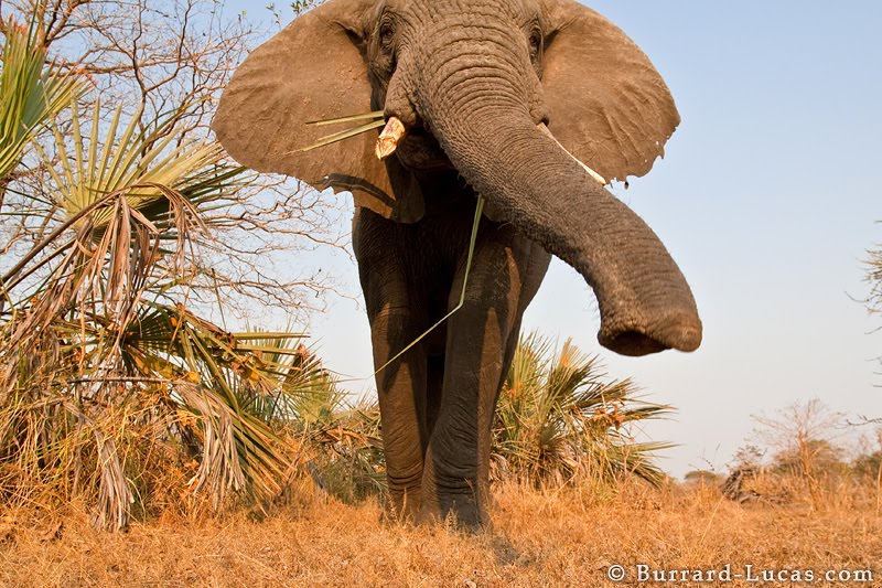 Wonderful African wildlife photos by Burrard-Lucas (20 pics) | Amazing ...