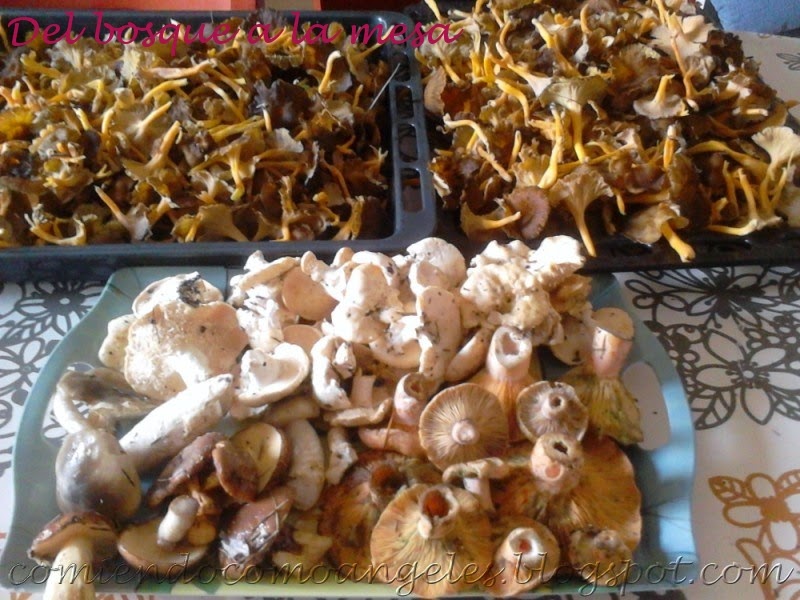 COMIENDO COMO ANGELES: Del bosque a la mesa: Recetas con setas