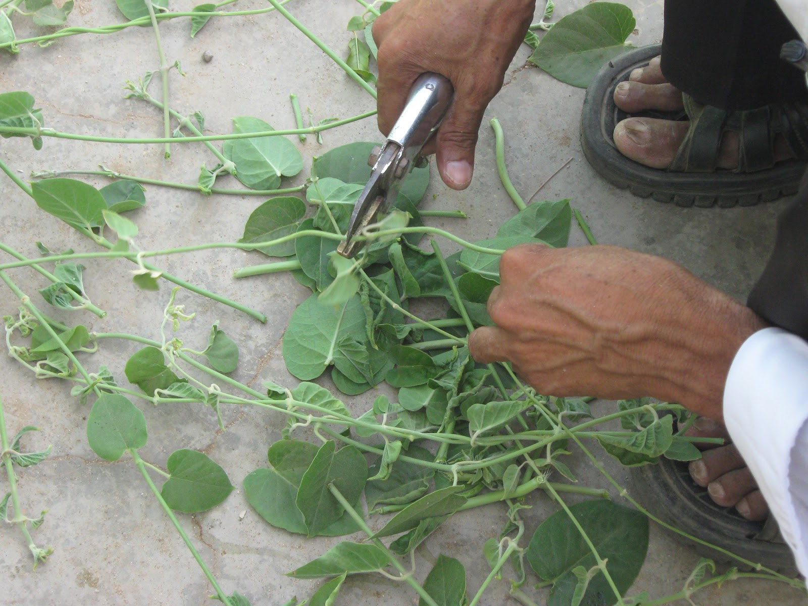 kayakalp: Leptadenia Reticulata, --, Jivanti, Dodi