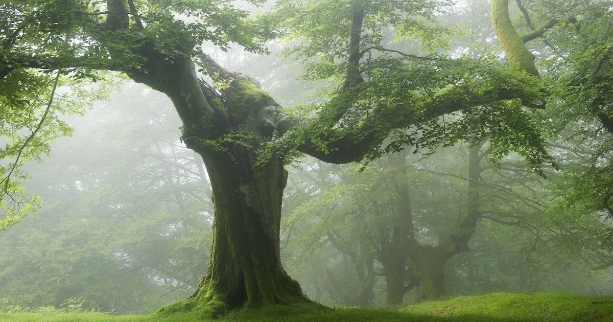 Causa y Efecto...: Enraizados