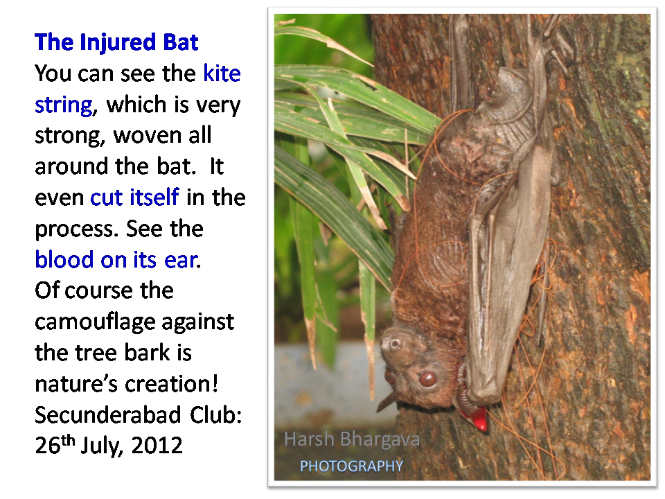 Ghumakkad Harsh: Rescuing an injured Bat