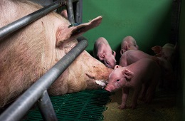 Holistic Life: 32 Reasons for an Animal Referendum, from the Pigs ...