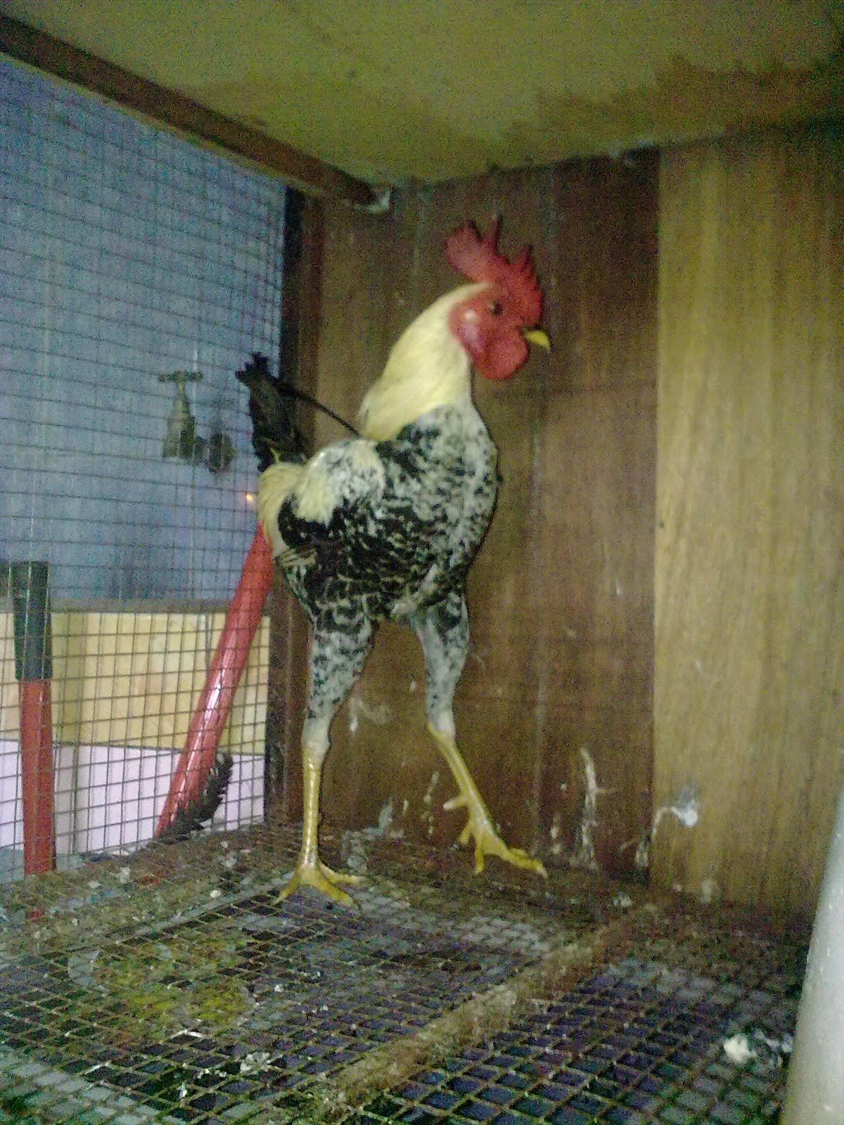 RAMAL PETS EXOTIC CHICKEN: MODERN GAME BANTAM