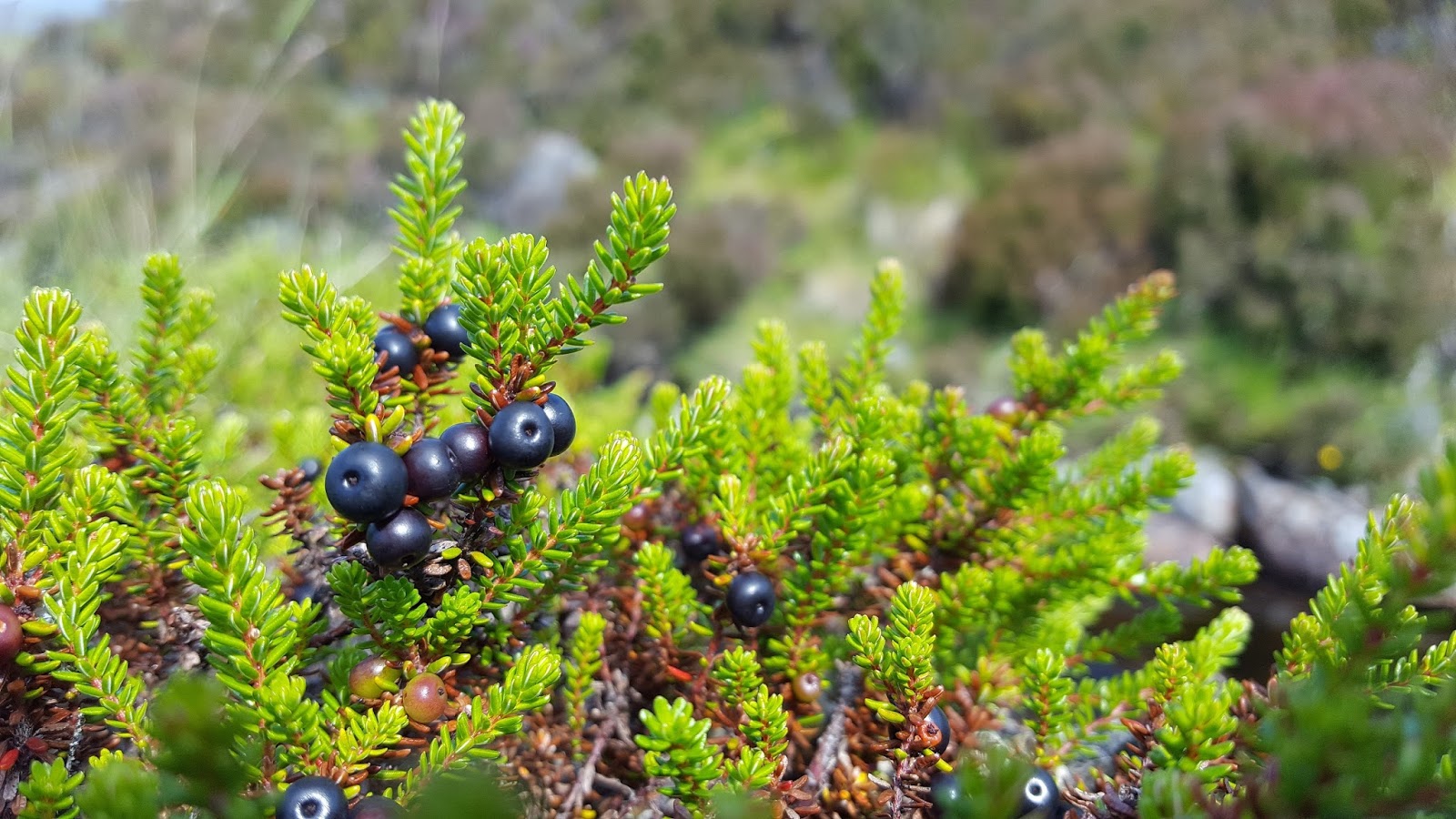 A Field Notebook: Wet heath and blanket bog in the North West Highlands ...