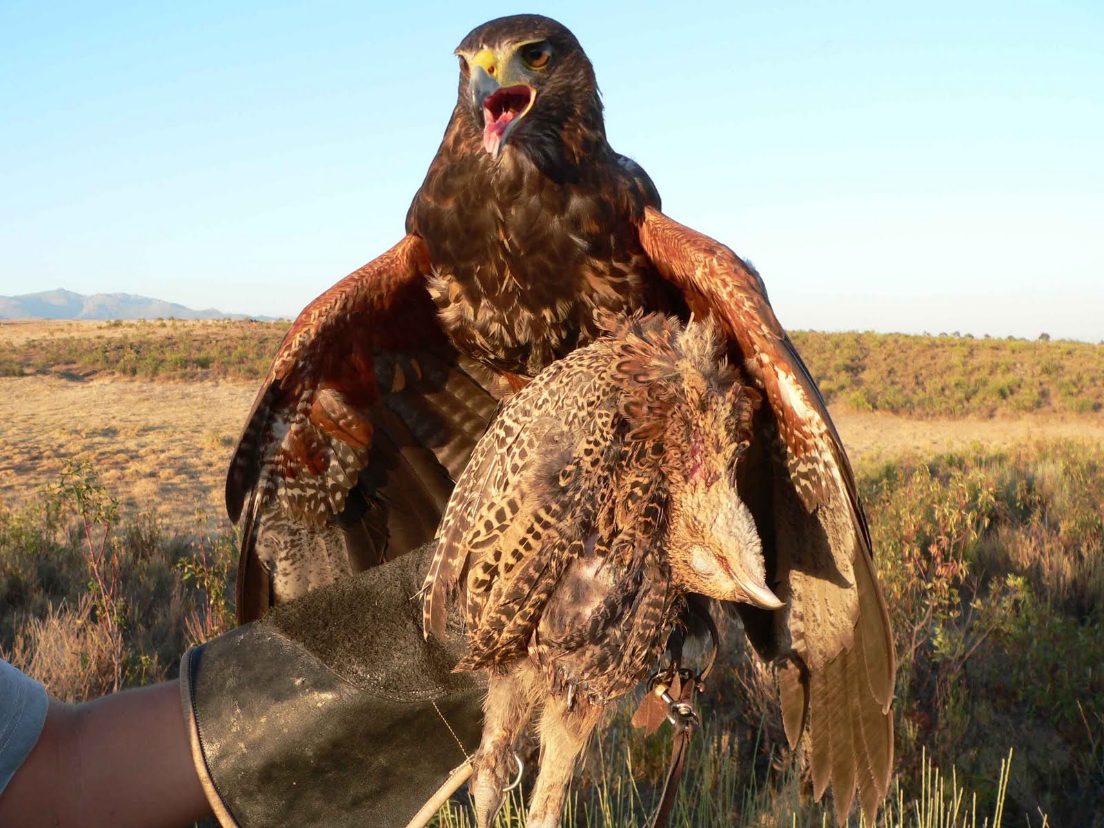 BH Hawking Adventure: Falcoaria