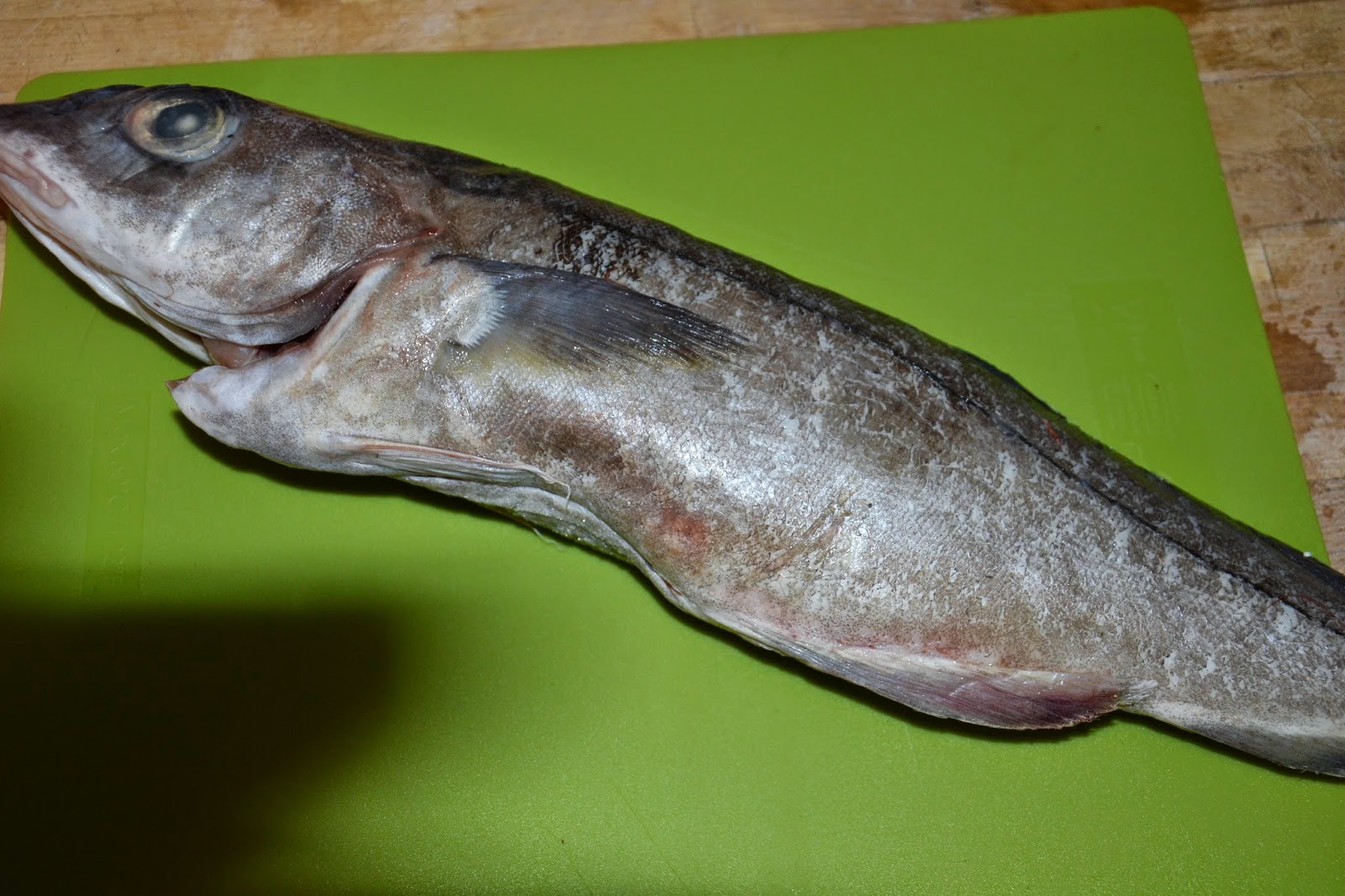 Oppdag Fisk!: Kolje/Hyse/Haddock/Melanogrammus Aeglefinus (Saltvann)