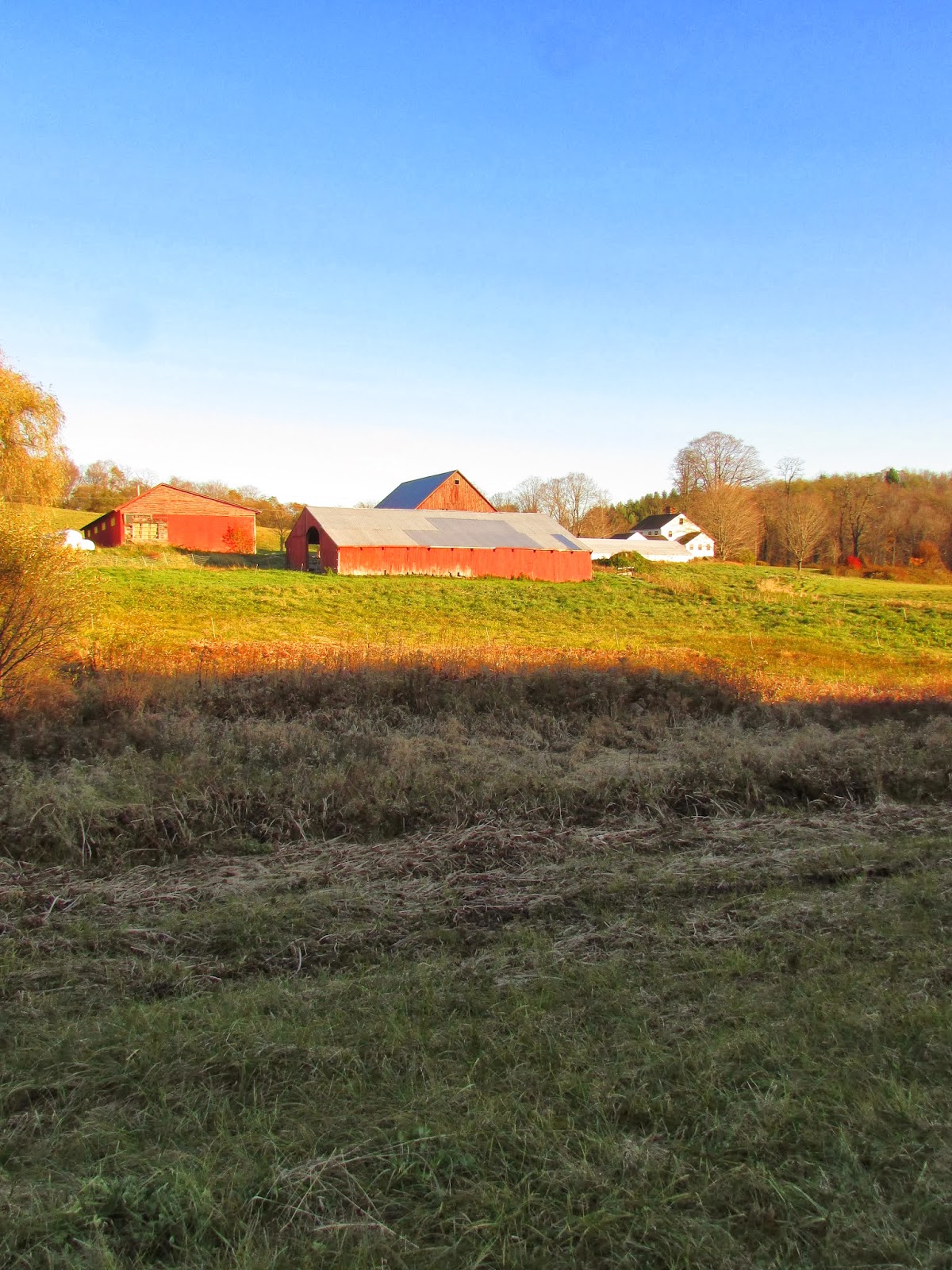 Anemone Times: The Bunker Farm