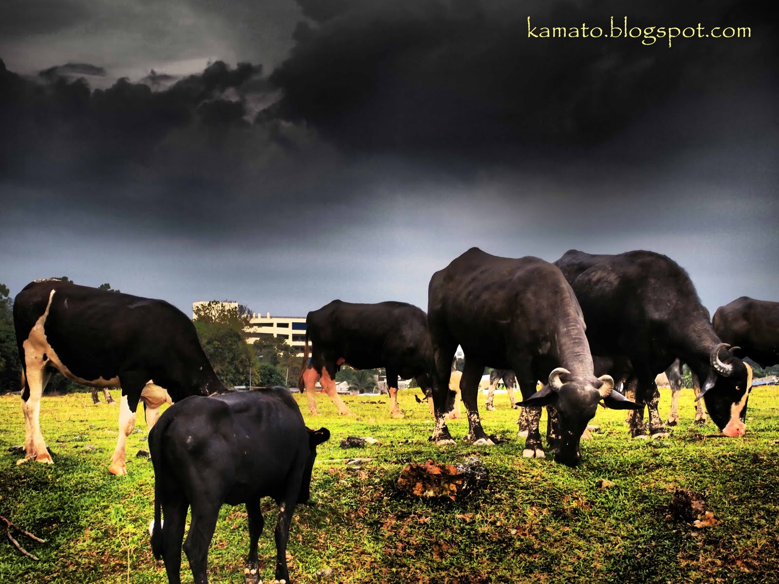 KAMATO: Lembu dan Perumahan