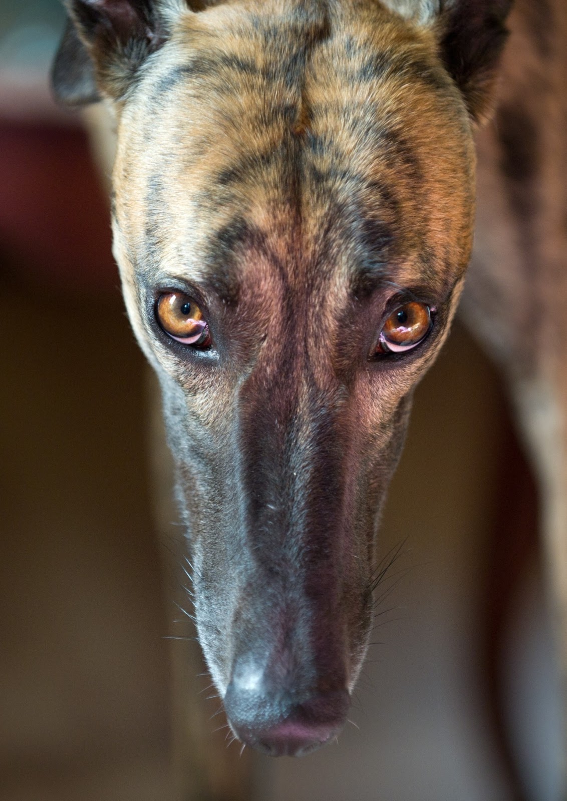 Saving Greys, by GREY2K USA Worldwide: What Will Greyhound Race ...