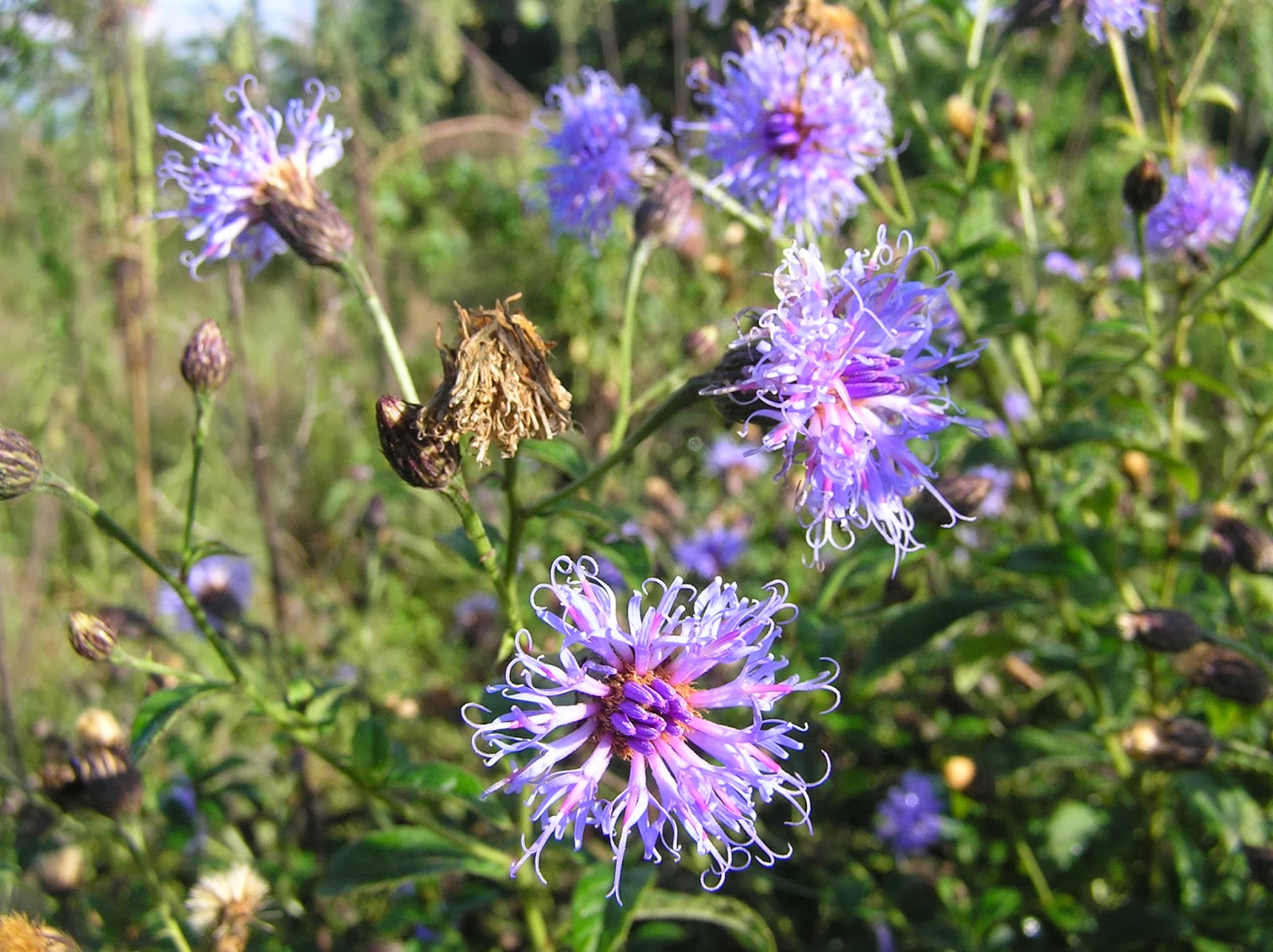 Earth on the Wing: Flowers of Rwanda