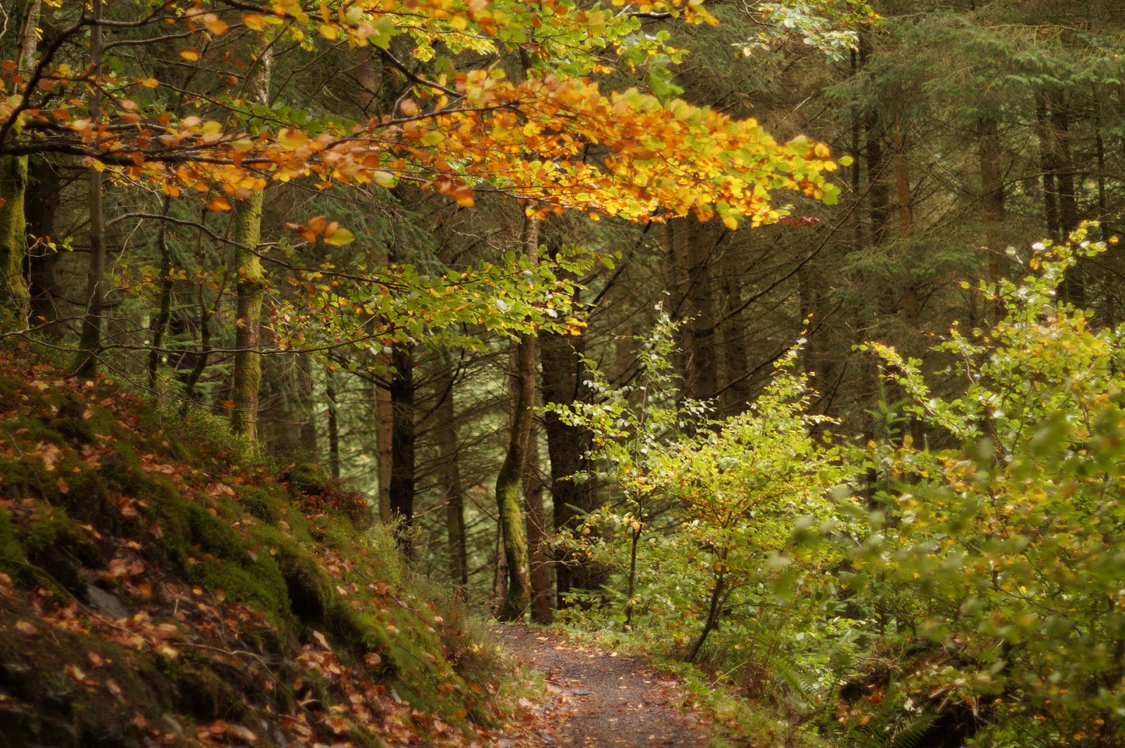 Dodd wood, the route to the summit - Sophie in the Sticks