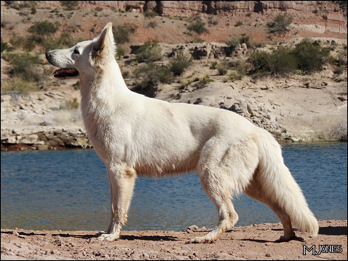 PASTOR BLANCO SUIZO MENDOZA ARGENTINA
