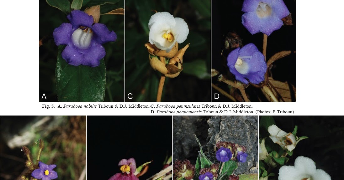 Species New to Science: [Botany • 2012] Twenty new species of Paraboea ...