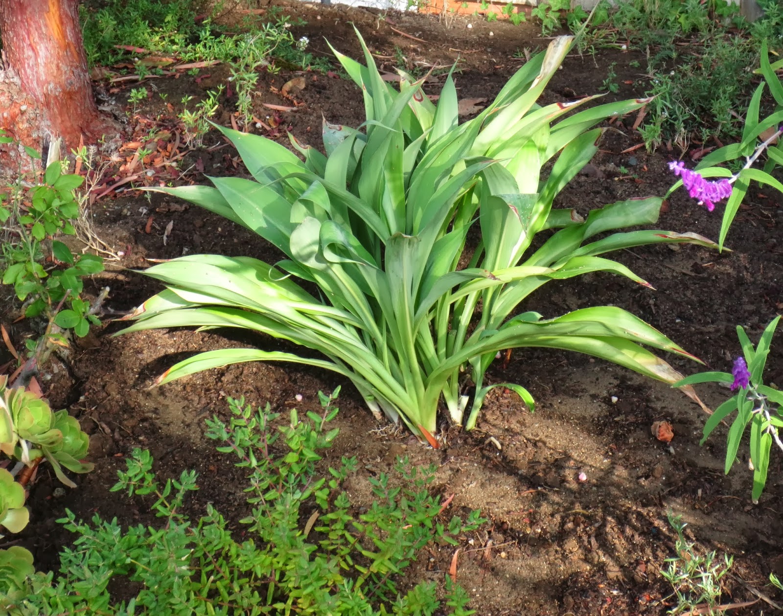Late to the Garden Party: Renga Lilies Everywhere