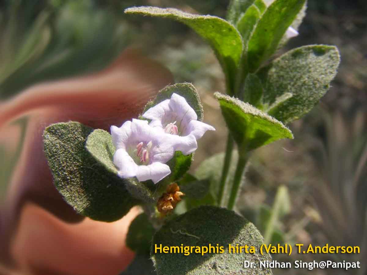 Medicinal Plants: Hemigraphis hirta, Hairy Hemigraphis
