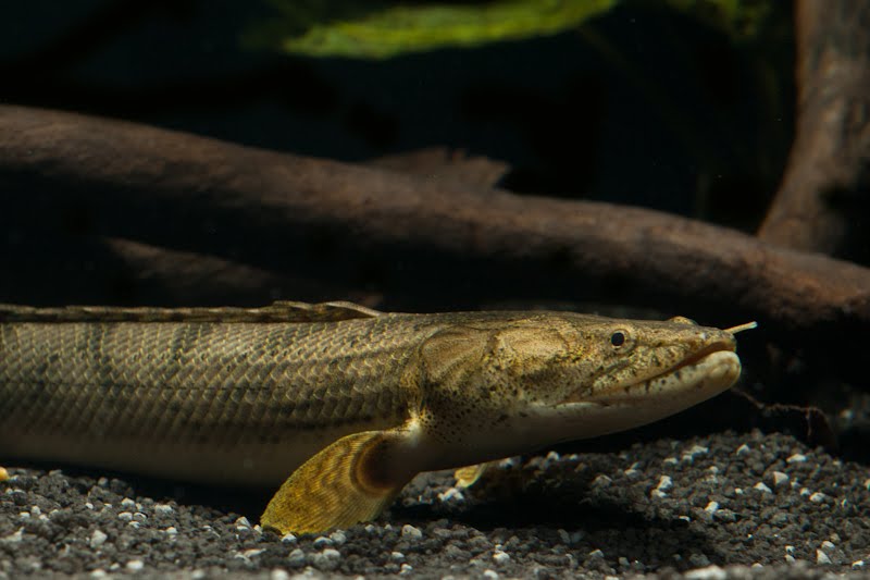 My Quest For Predatory & Oddball Fishes: Polypterus Congicus Bichir