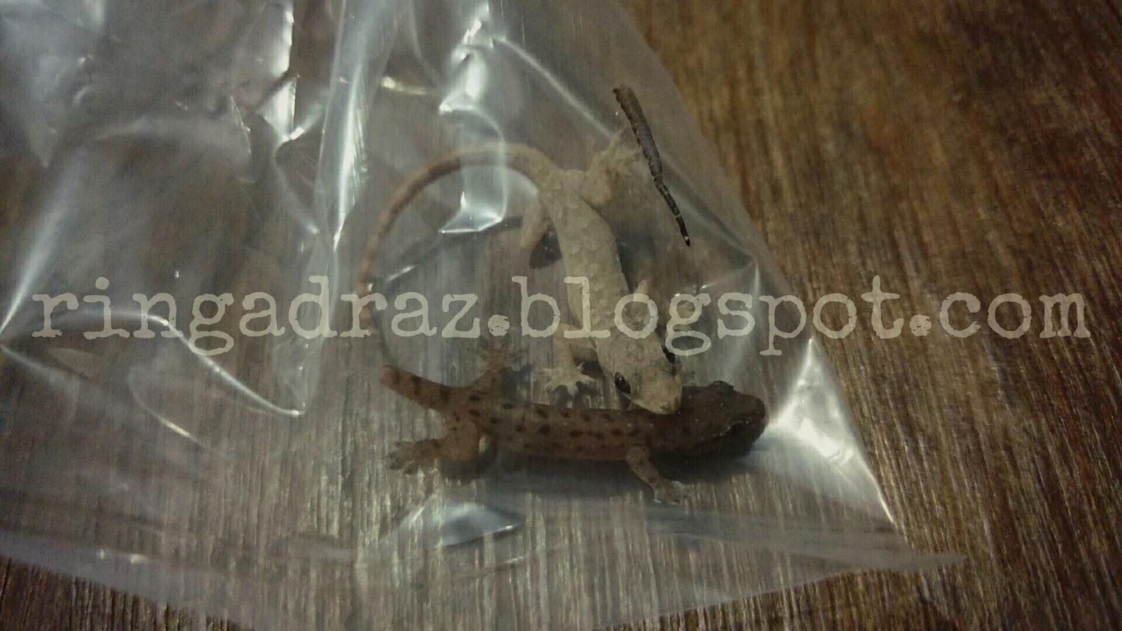 Studio Murai ADRAZ™: Manfaat Cicak untuk Murai Batu