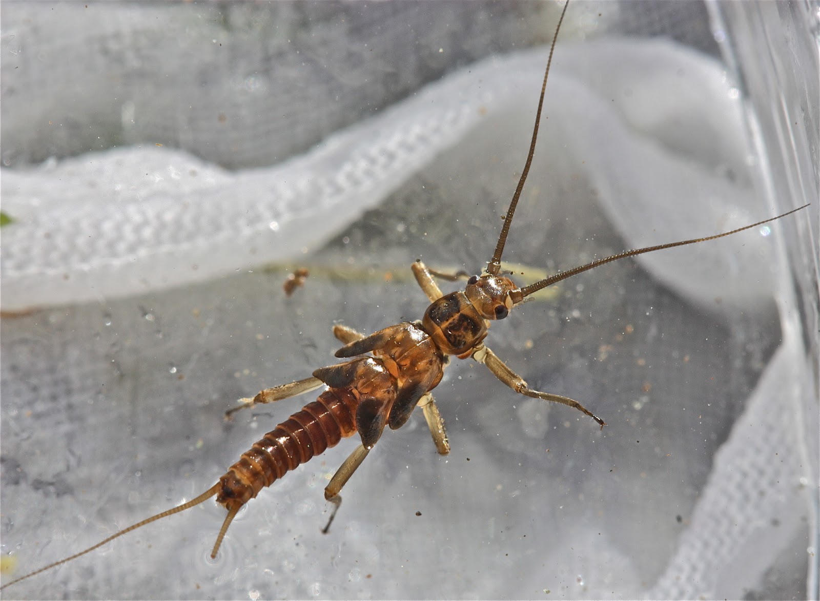 Aquatic Insects of Central Virginia: Sifting Away Again in Chloroperlid ...