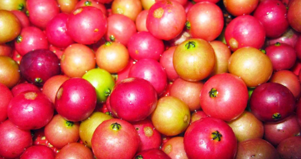 Kersen | Cherry | Benefits For Better Life - FRUITS