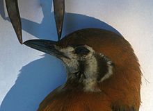 Parts of bird beak: Culmen