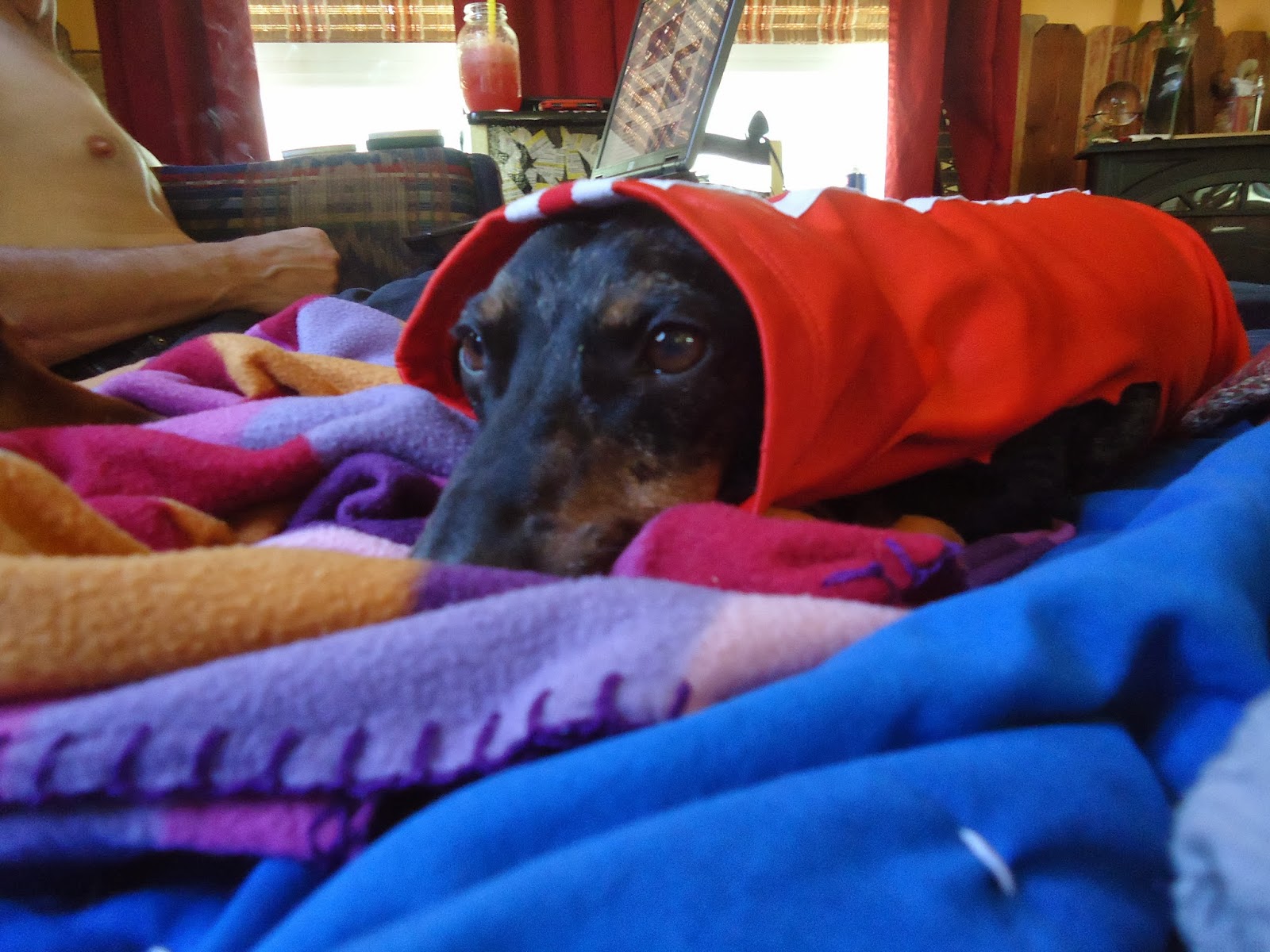 Recycled Miracles: DIY Paralyzed Wiener dog drag bag