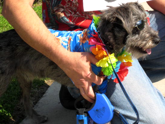 Travel With Whippets: Pool Party, Dog Party, Garden Party