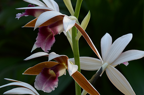 The Orchid Column: How to Grow Phaius