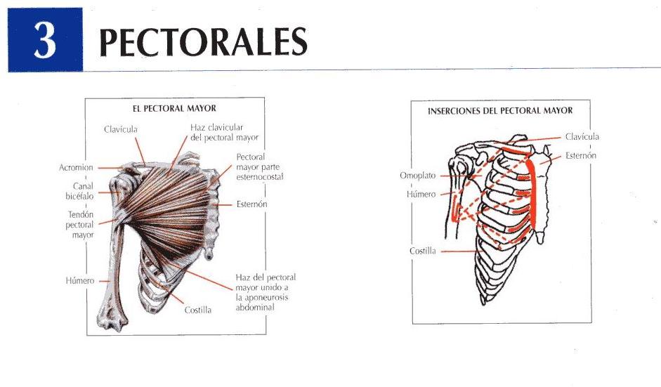 Gasali Training Center: Movimientos Para Pectorales