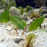 Halophila ovalis | Indonesian Forest