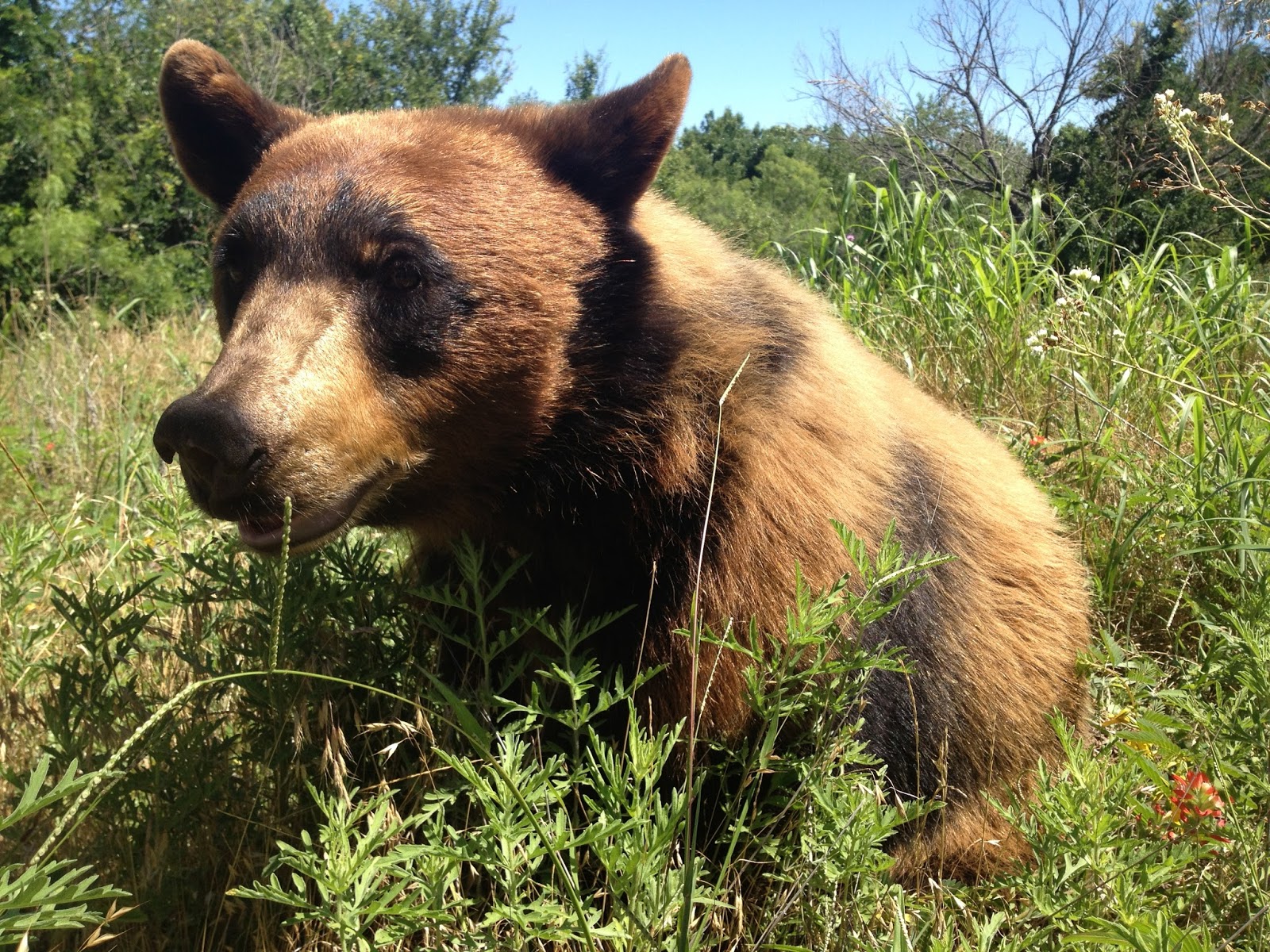 IEAS News: Multi-colored Bears!