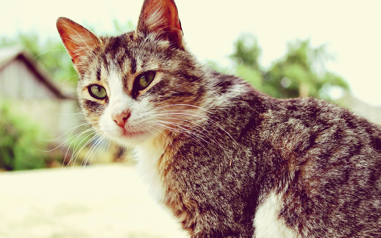 Pets: Cat Photography