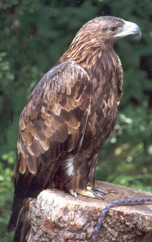 Taxonomía Chordata: Clase Aves Orden Accipitriformes