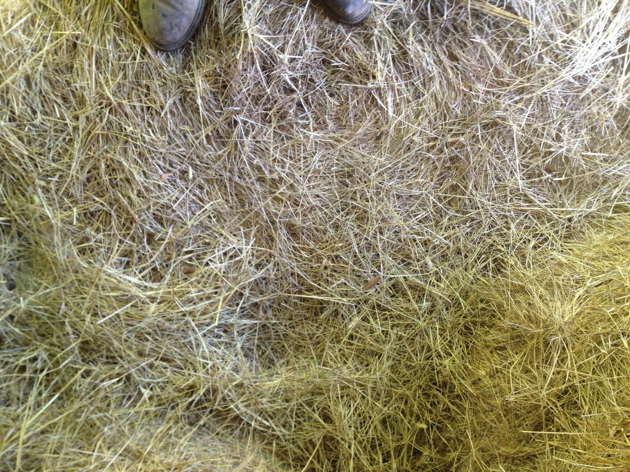 Cattlemen's Purchasing Group