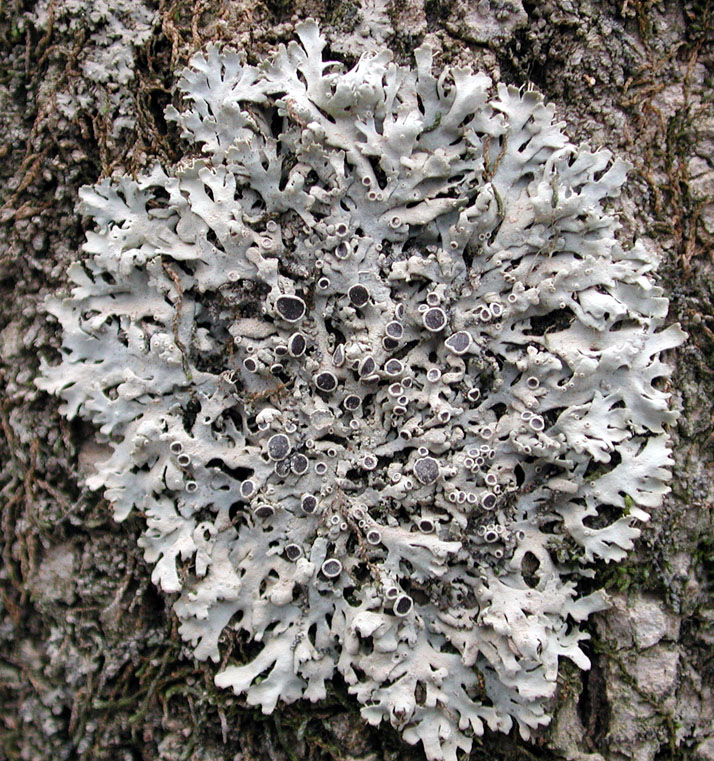 Life on The Edge: A lichen to look for