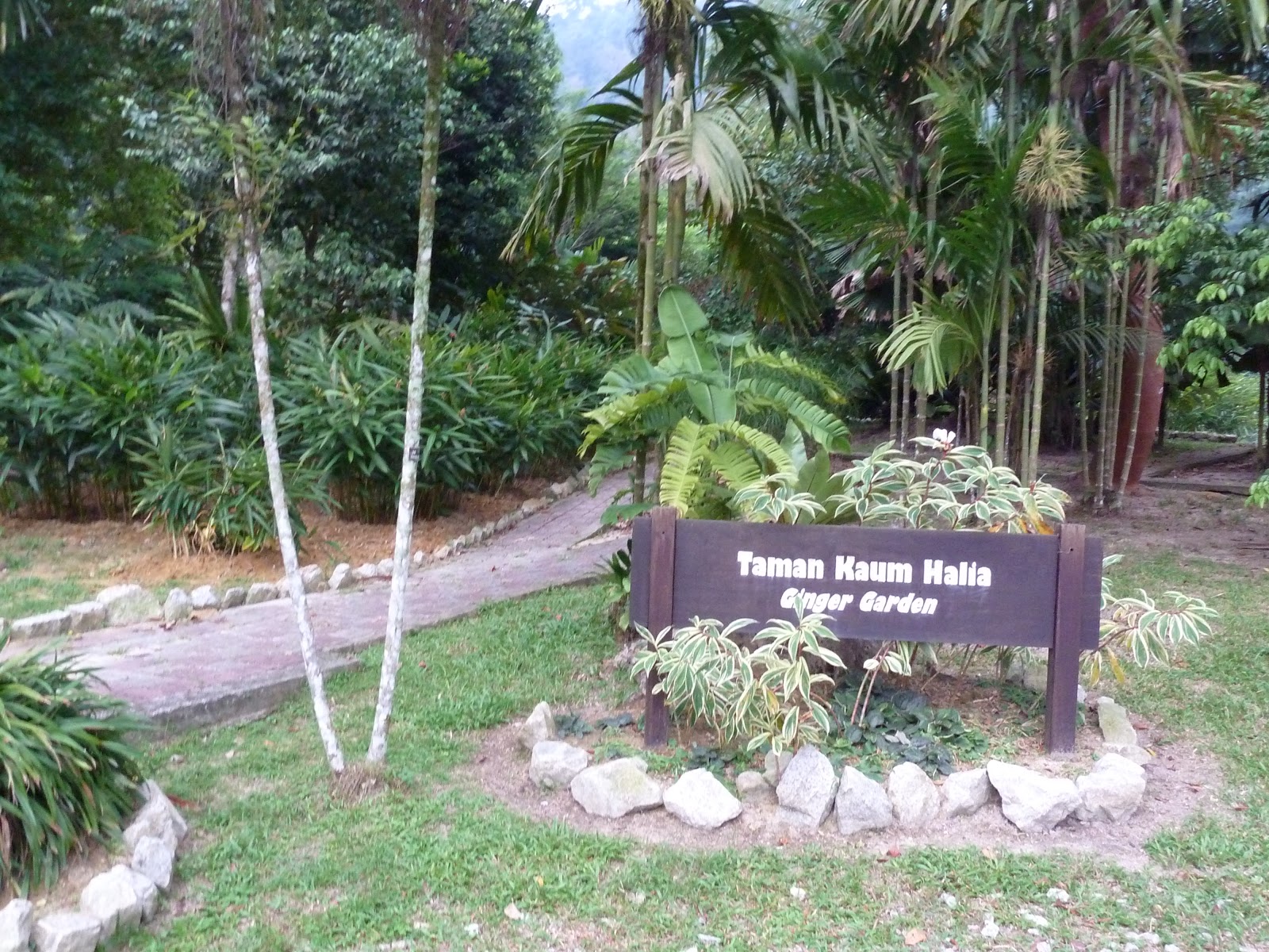 Grace's Tri-bulations: Kepong Botanical Gardens KBG FRIM