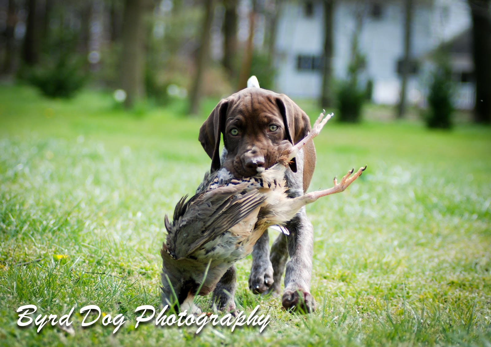Adventures of a GSP Hunting Dog: 2012: The Year in Review