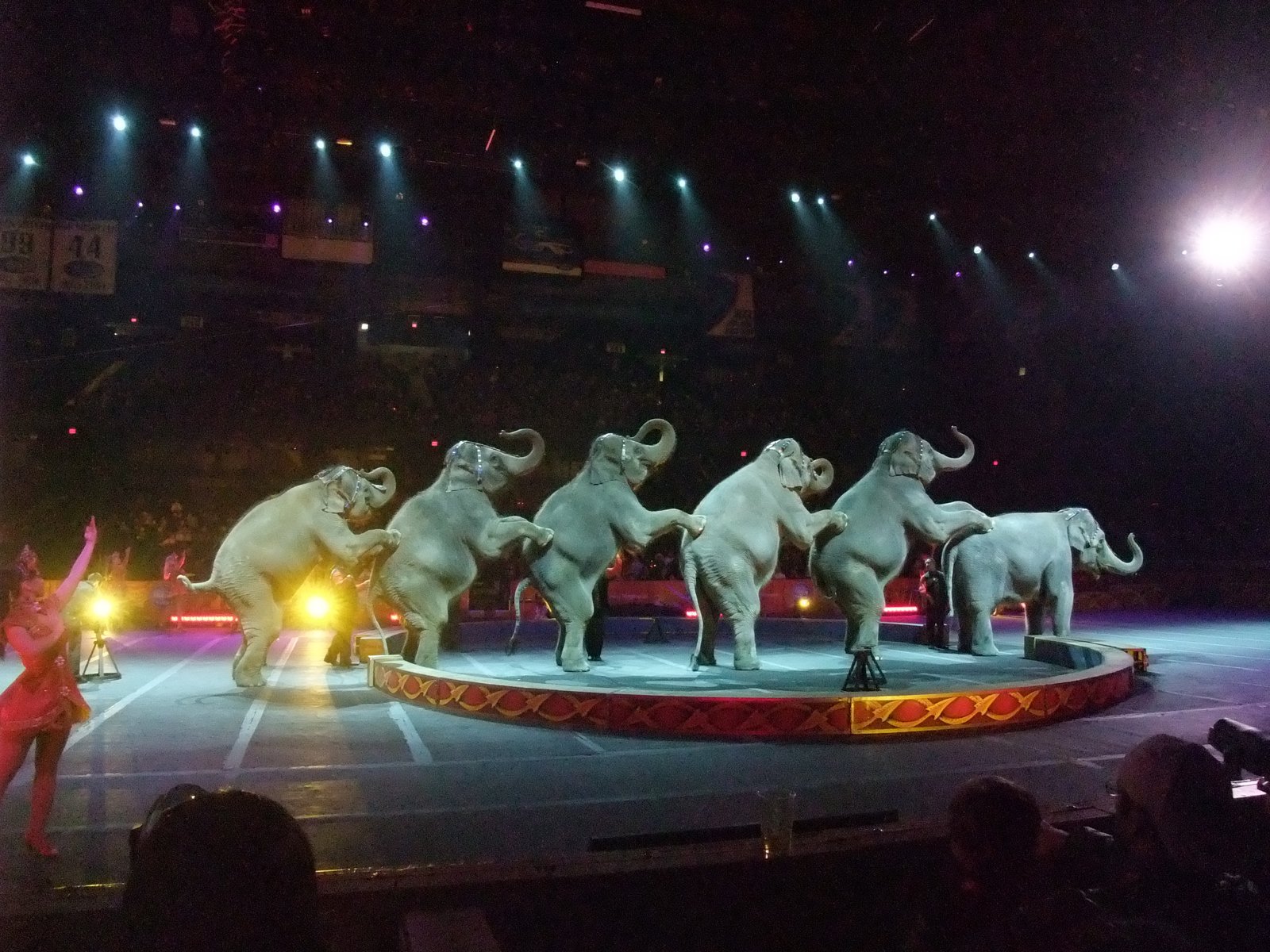THIS IS NOT A BUSTLEPIPE: rING Ling bROs. $ BarNUm & BaiLey CIRcuS
